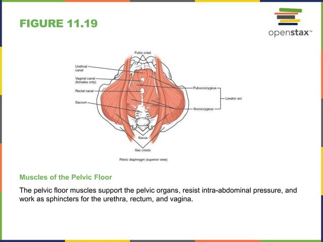 Open stax anatomy& physiology ch11 | PPTX | Death, Injury, or Military ...