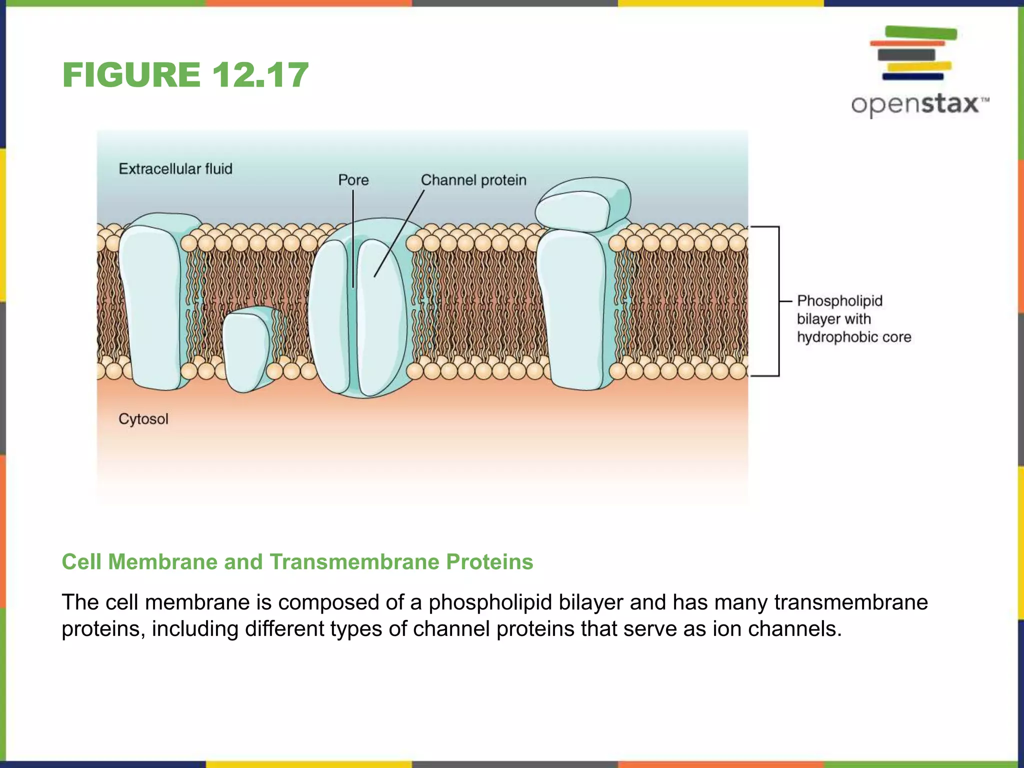 Open stax anatomy& physiology ch12 | PPTX