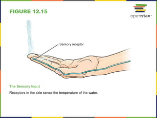 Open stax anatomy& physiology ch12 | PPTX