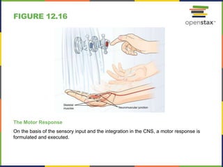 Open stax anatomy& physiology ch12 | PPTX