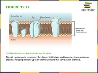 Open stax anatomy& physiology ch12 | PPTX