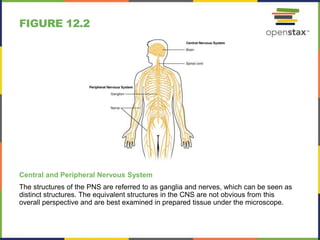 Open stax anatomy& physiology ch12 | PPTX
