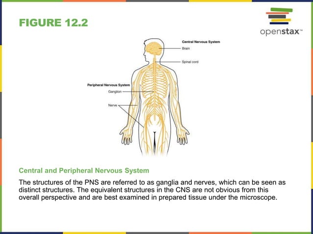 Open stax anatomy& physiology ch12 | PPTX | Brain and Nervous System Disorders | Diseases and ...