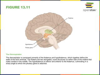 Open stax anatomy& physiology ch13 | PPTX