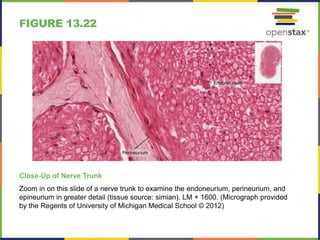 Open stax anatomy& physiology ch13 | PPTX