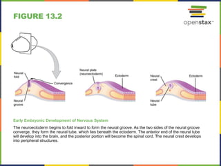 Open stax anatomy& physiology ch13 | PPTX