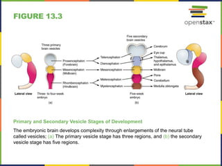 Open stax anatomy& physiology ch13 | PPTX