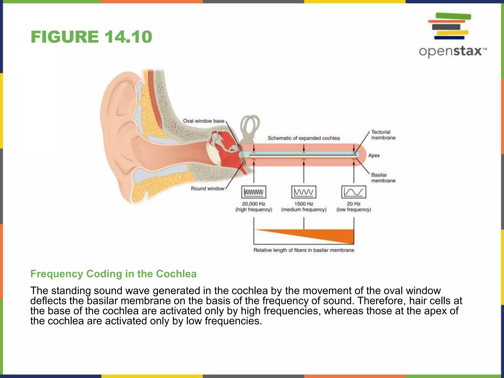 Open stax anatomy& physiology ch14 | PPTX