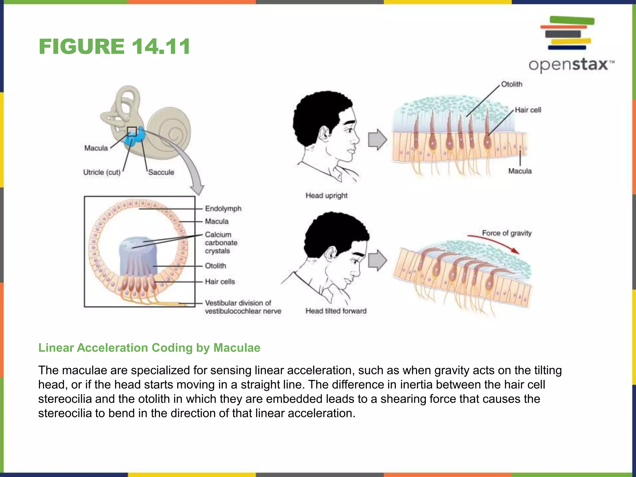Open stax anatomy& physiology ch14 | PPTX