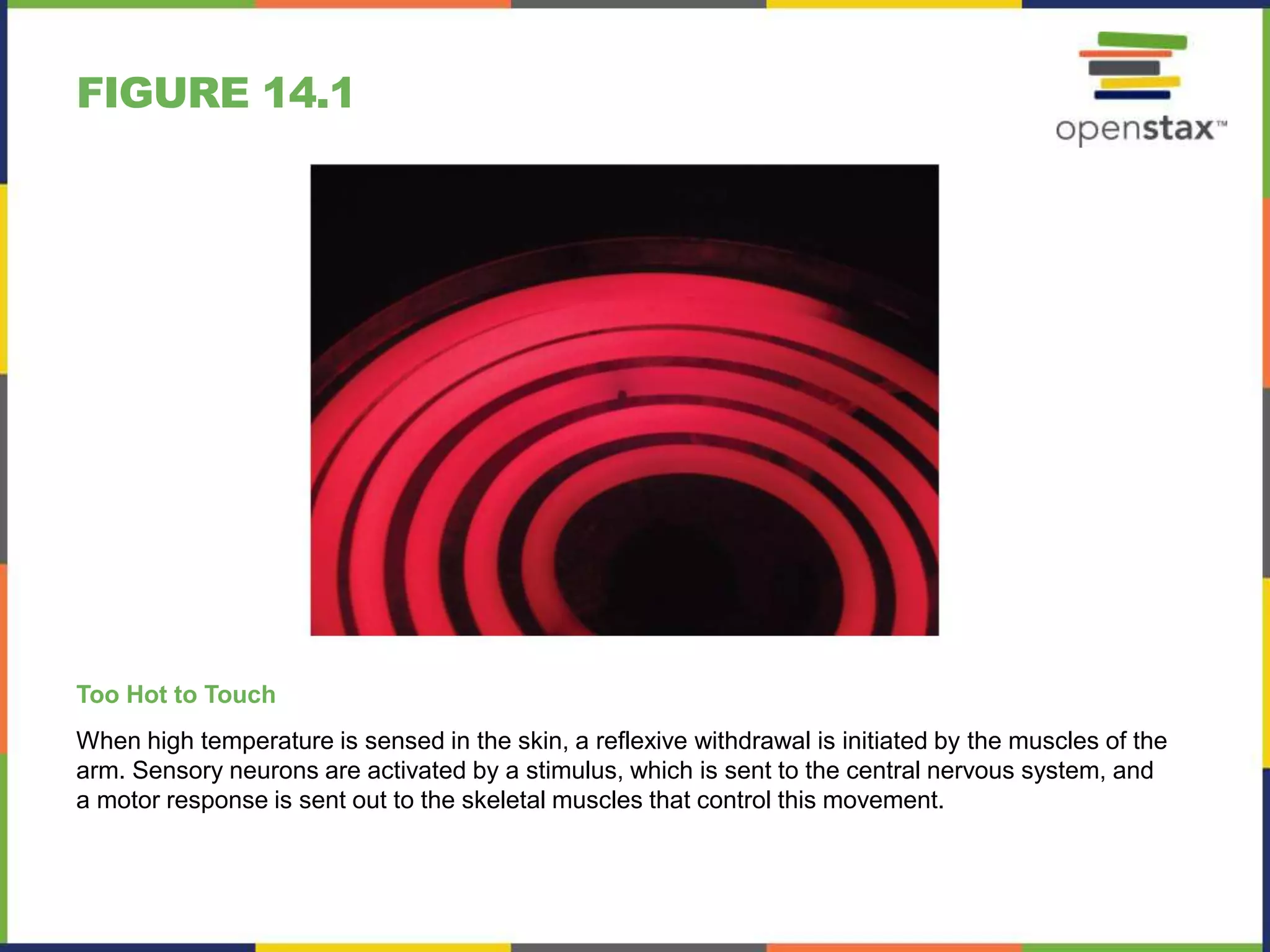 Open stax anatomy& physiology ch14 | PPTX