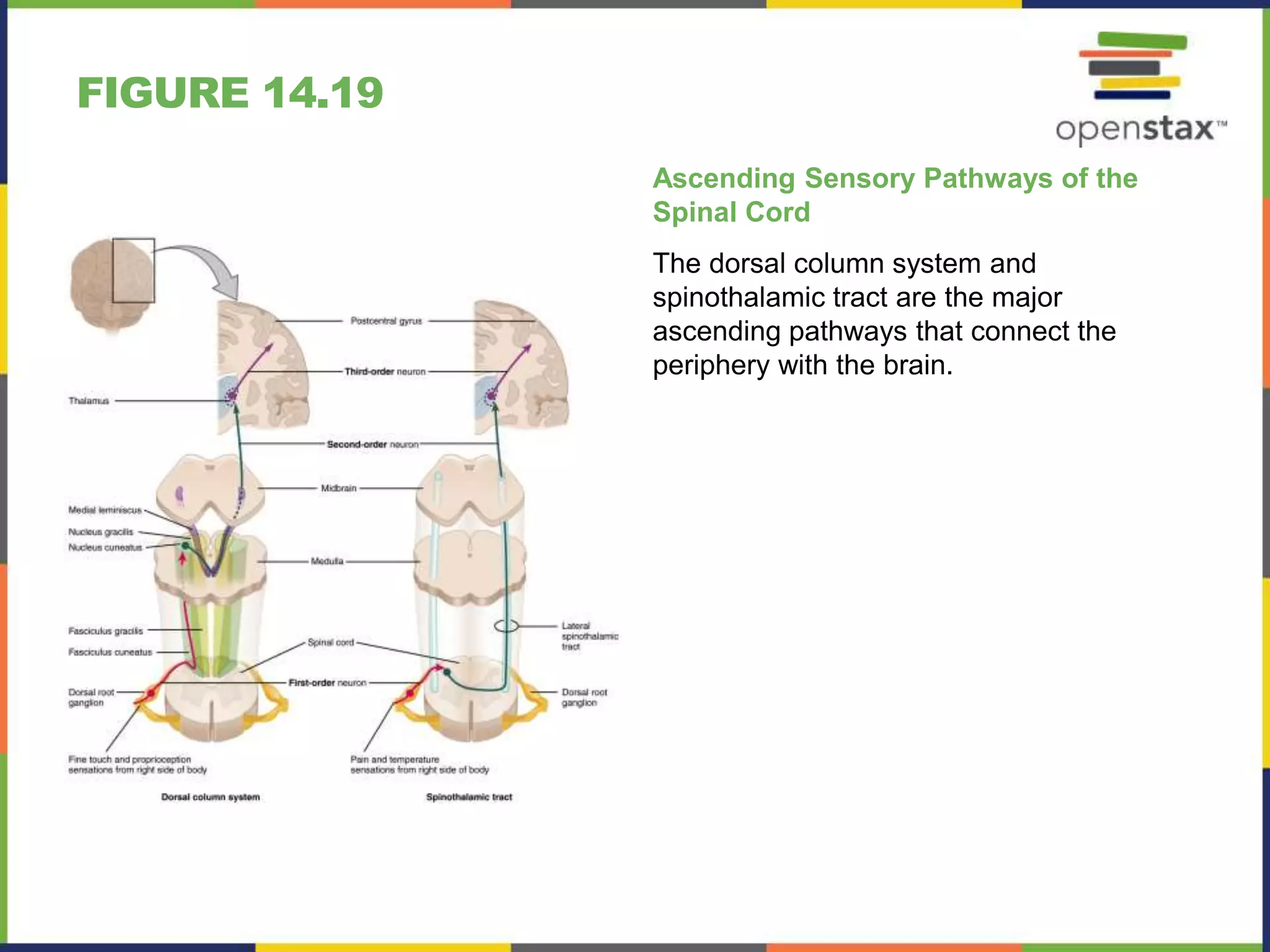 Open stax anatomy& physiology ch14 | PPTX
