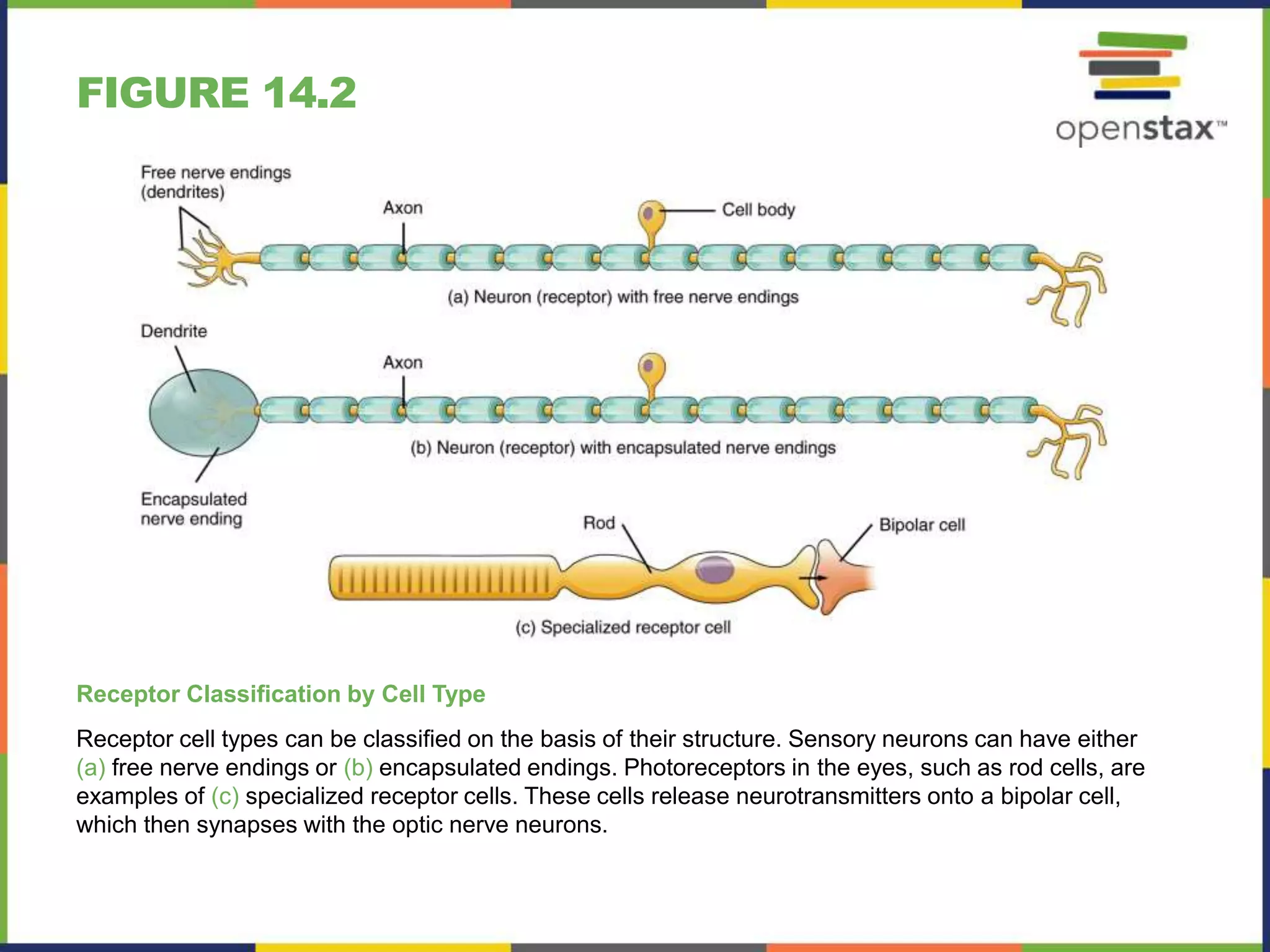 Open stax anatomy& physiology ch14 | PPTX