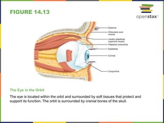 Open stax anatomy& physiology ch14 | PPTX