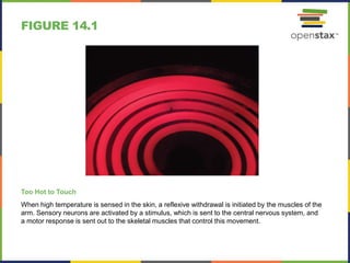 Open stax anatomy& physiology ch14 | PPTX