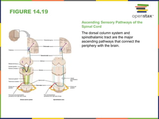 Open stax anatomy& physiology ch14 | PPTX
