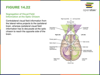 Open stax anatomy& physiology ch14 | PPTX