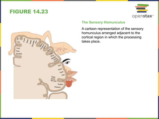 Open stax anatomy& physiology ch14 | PPTX | Ear, Nose and Throat ...