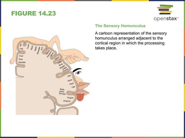 Open stax anatomy& physiology ch14 | PPTX | Ear, Nose and Throat ...