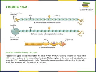 Open stax anatomy& physiology ch14 | PPTX