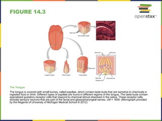 Open stax anatomy& physiology ch14 | PPTX