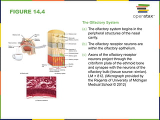 Open stax anatomy& physiology ch14 | PPTX