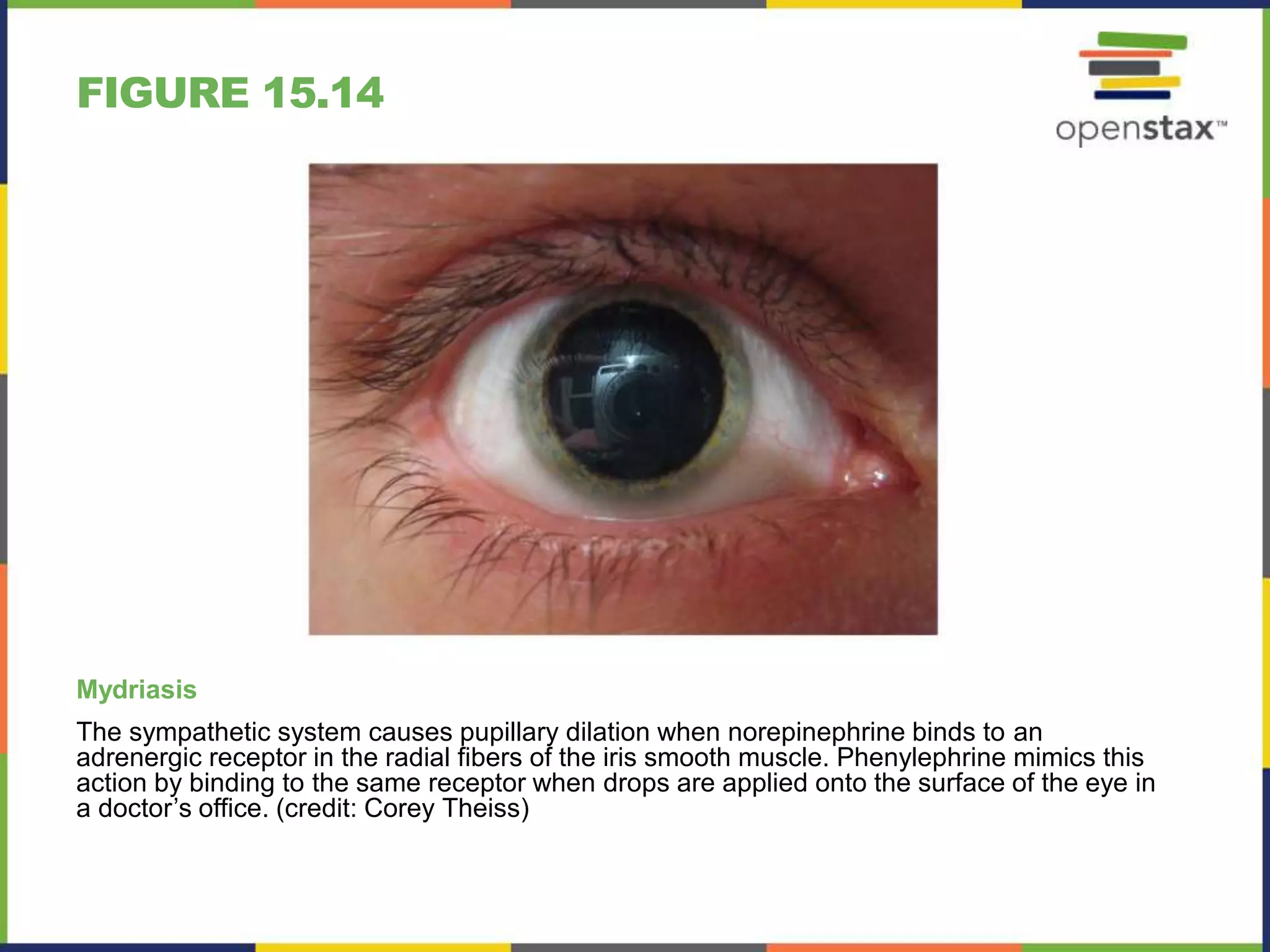 Open stax anatomy& physiology ch15 | PPTX