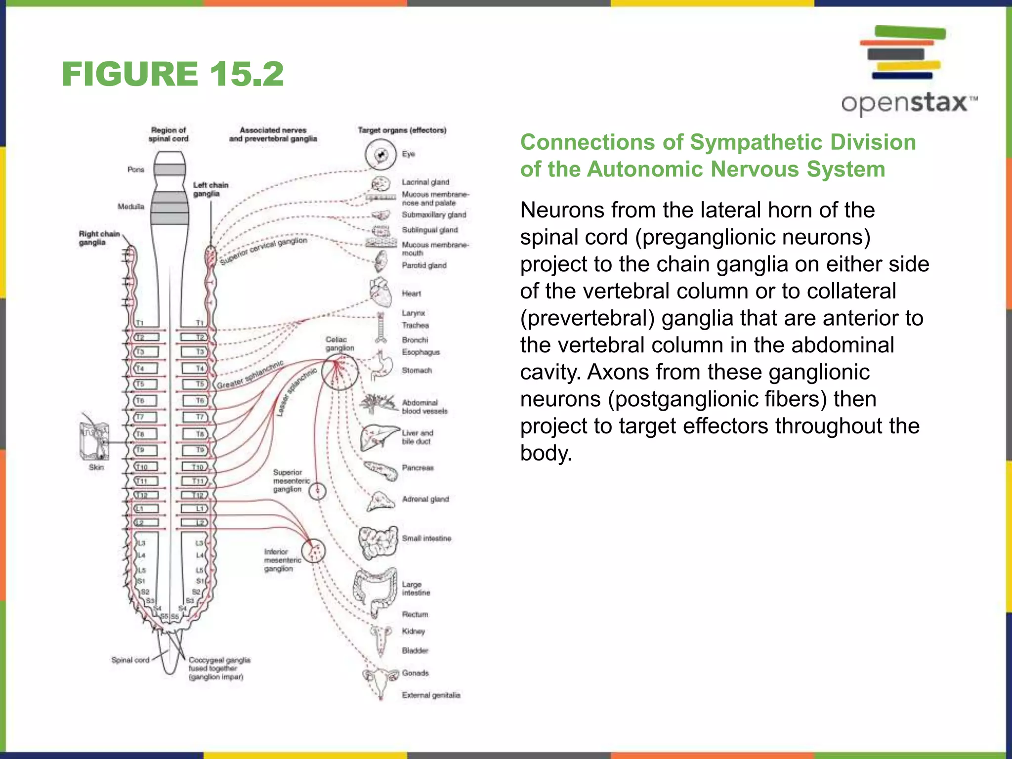 Open stax anatomy& physiology ch15 | PPTX Open stax anatomy& physiology ch15 | PPTX