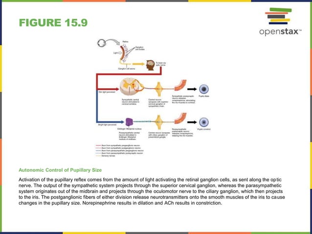 Open stax anatomy& physiology ch15 | PPTX