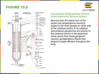 Open stax anatomy& physiology ch15 | PPTX