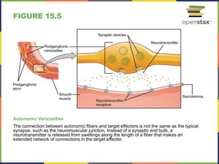 Open stax anatomy& physiology ch15 | PPTX