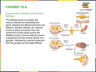 Open stax anatomy& physiology ch15 | PPTX