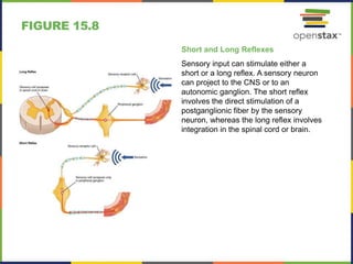 Open stax anatomy& physiology ch15 | PPTX