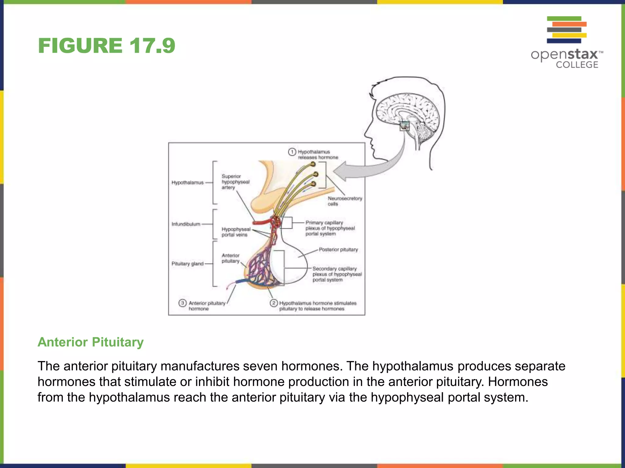 Open Stax Anatomy & Physiology Ch 17 | PPTX
