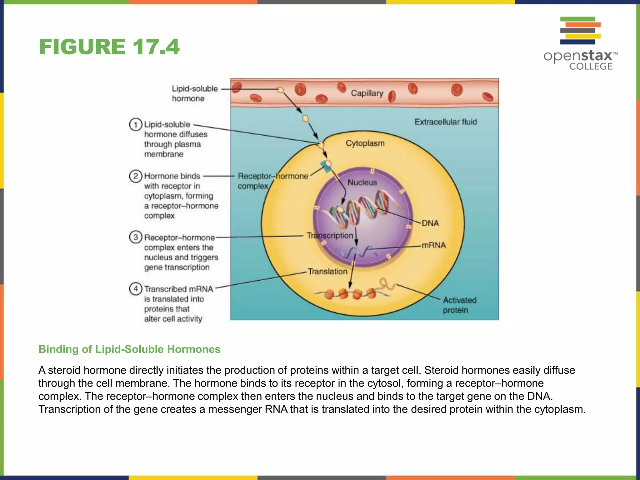 Open Stax Anatomy & Physiology Ch 17 | PPTX