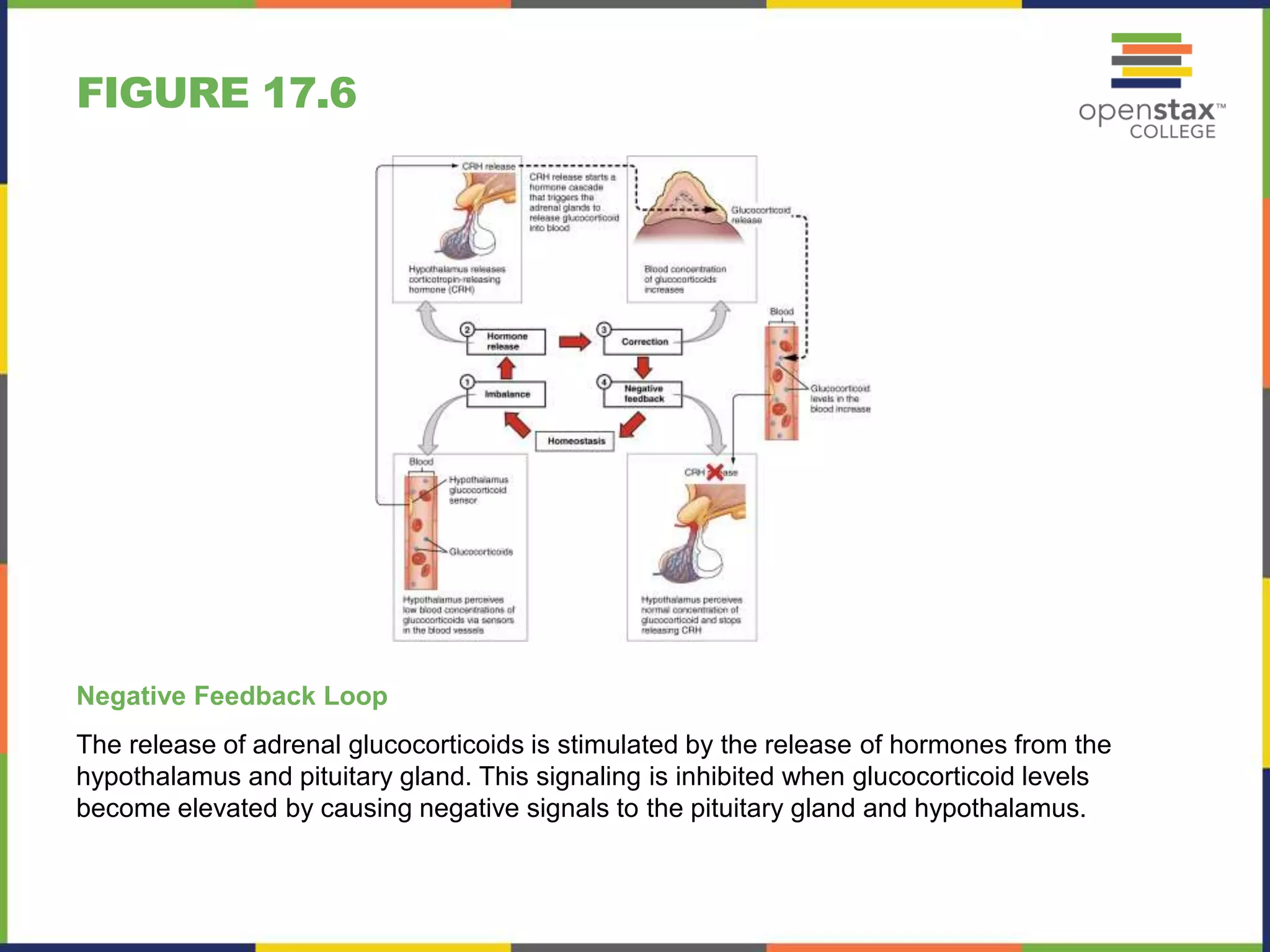 Open Stax Anatomy & Physiology Ch 17 | PPTX