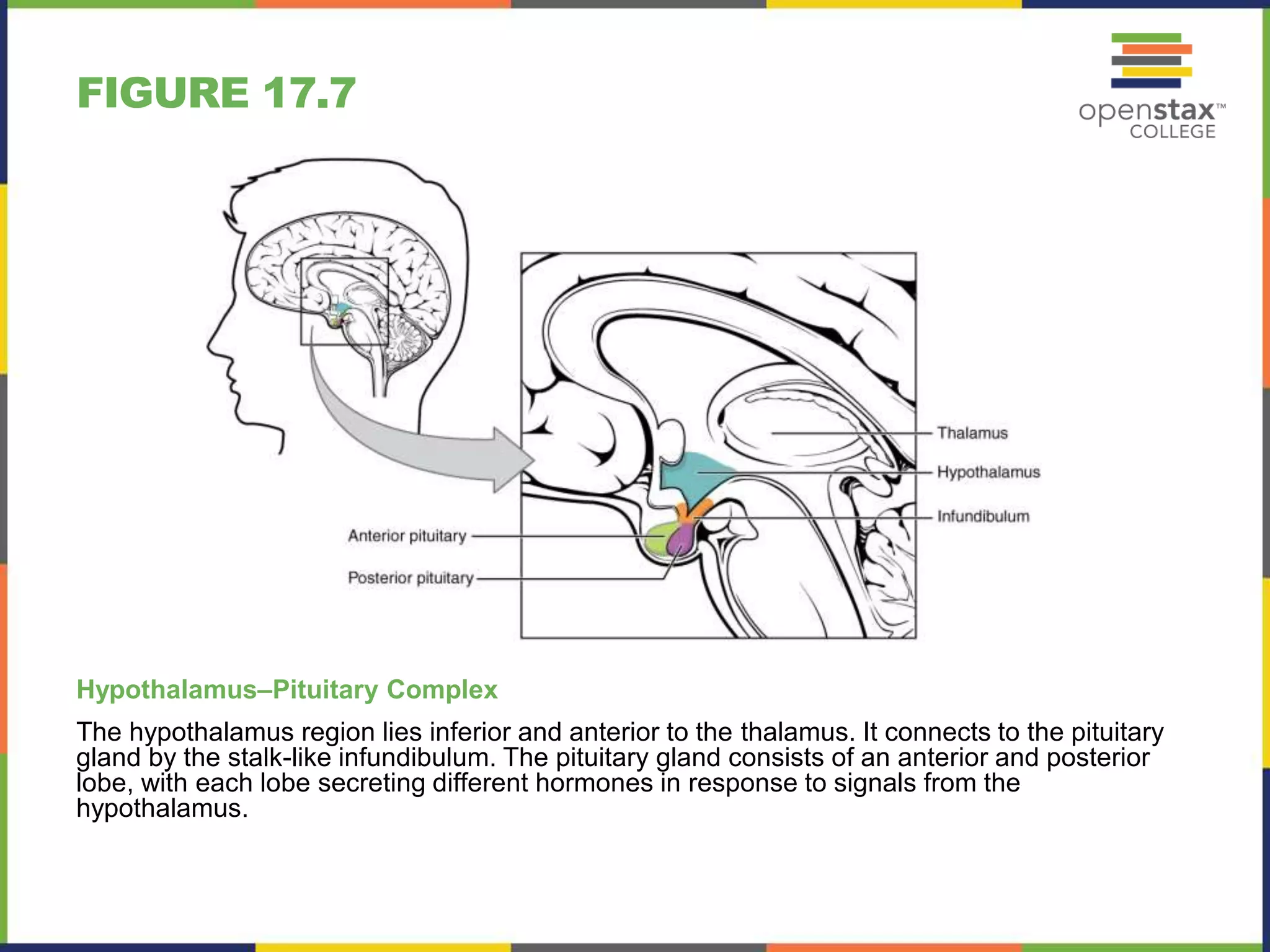 Open Stax Anatomy & Physiology Ch 17 | PPTX
