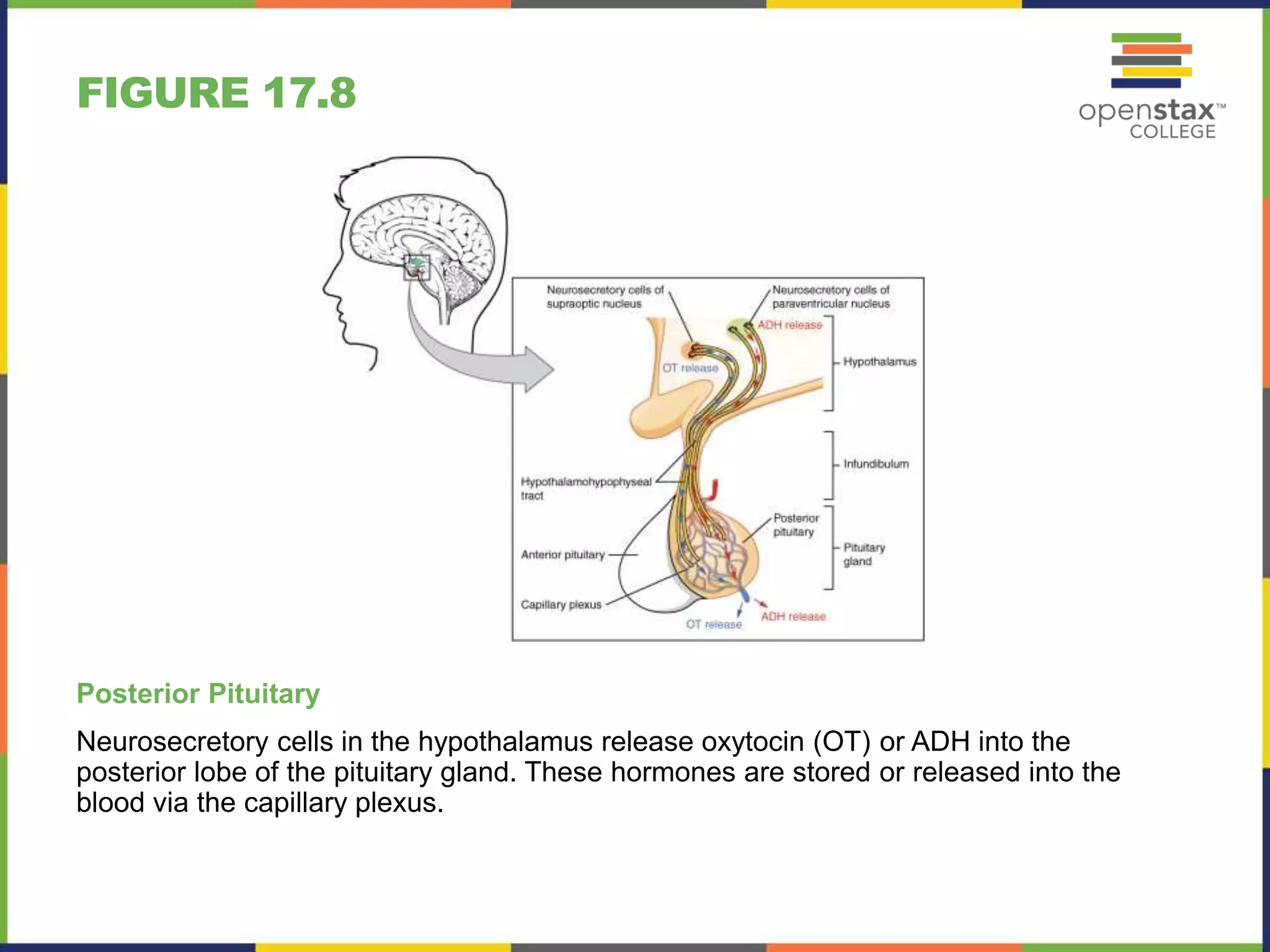 Open Stax Anatomy & Physiology Ch 17 | PPTX