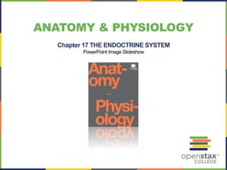 Open Stax Anatomy & Physiology Ch 17 | PPTX