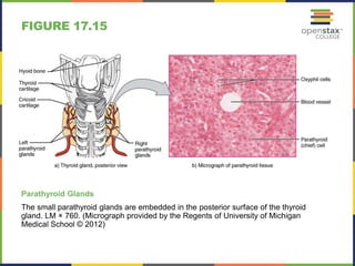 Open Stax Anatomy & Physiology Ch 17 | PPTX