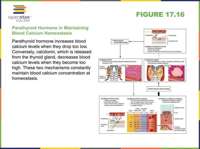 Open Stax Anatomy & Physiology Ch 17 | PPTX | Thyroid Disorders ...