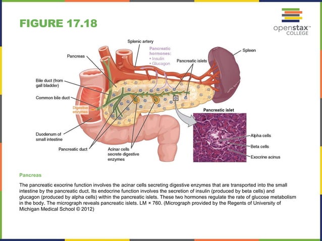 Open Stax Anatomy & Physiology Ch 17 | PPTX | Thyroid Disorders ...