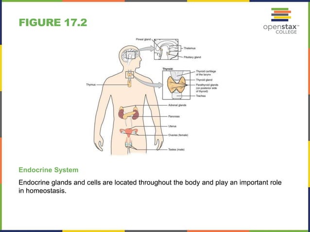 Open Stax Anatomy & Physiology Ch 17 | PPTX | Thyroid Disorders | Endocrine and Metabolic Diseases
