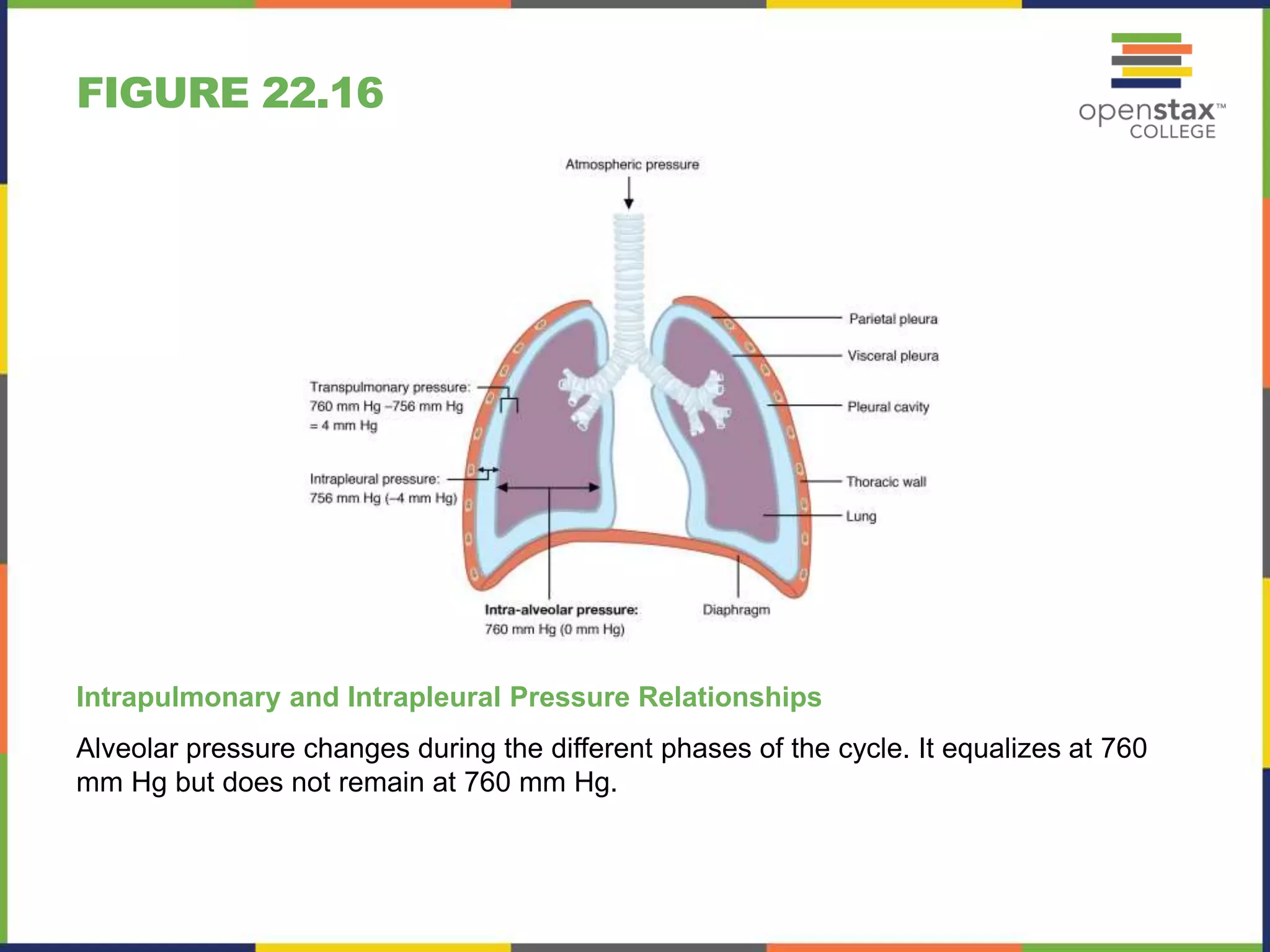Open Stax Anatomy & Physiology Ch 22 | PPTX