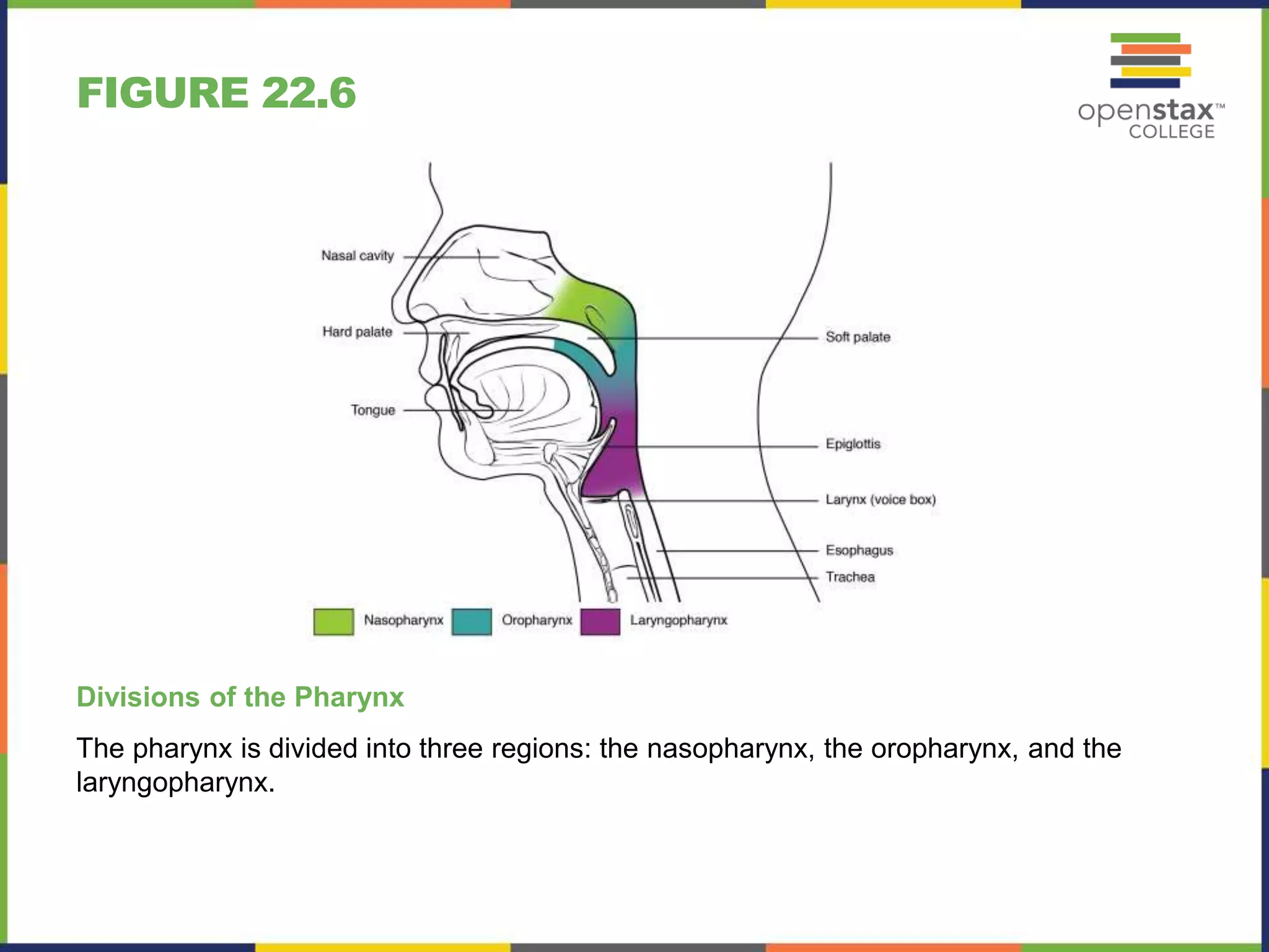 Open Stax Anatomy & Physiology Ch 22 | PPTX
