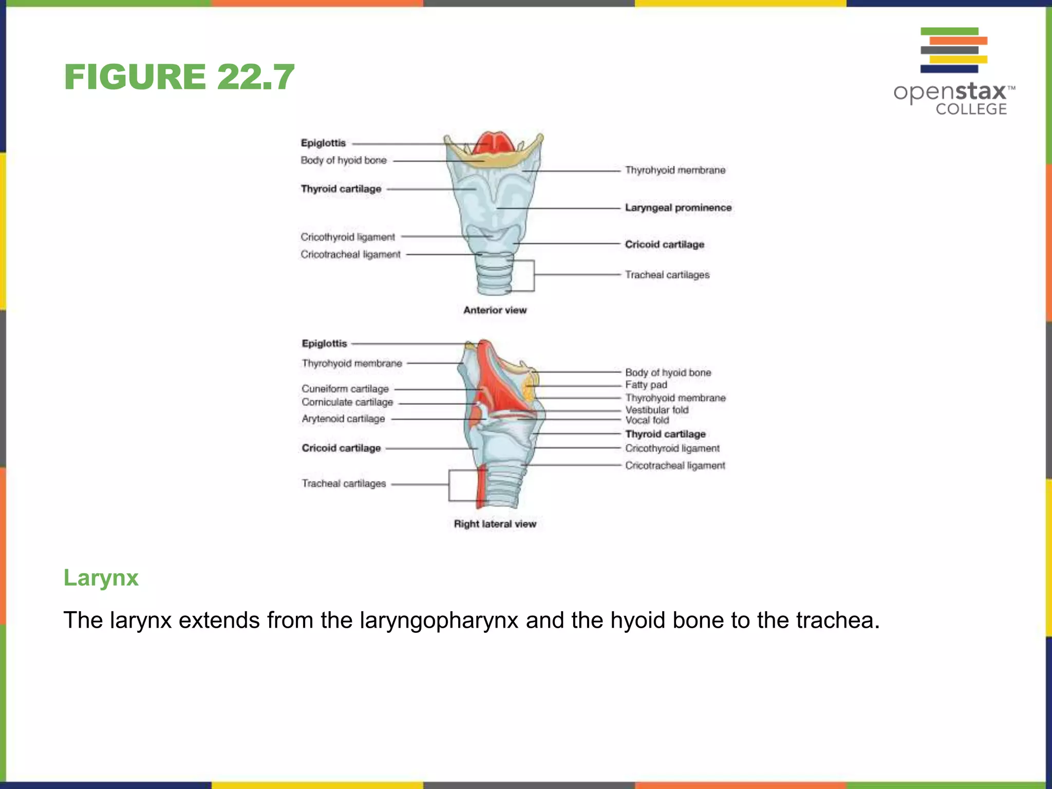 Open Stax Anatomy & Physiology Ch 22 | PPTX