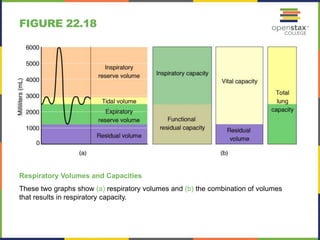 Open Stax Anatomy & Physiology Ch 22 | PPTX | Lung and Respiratory ...