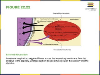 Open Stax Anatomy & Physiology Ch 22 | PPTX | Lung and Respiratory ...