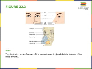 Open Stax Anatomy & Physiology Ch 22 | PPTX