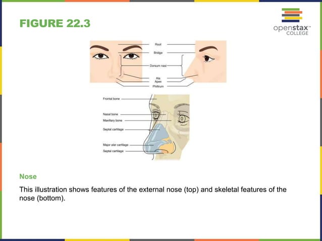 Open Stax Anatomy & Physiology Ch 22 | PPTX | Lung and Respiratory ...
