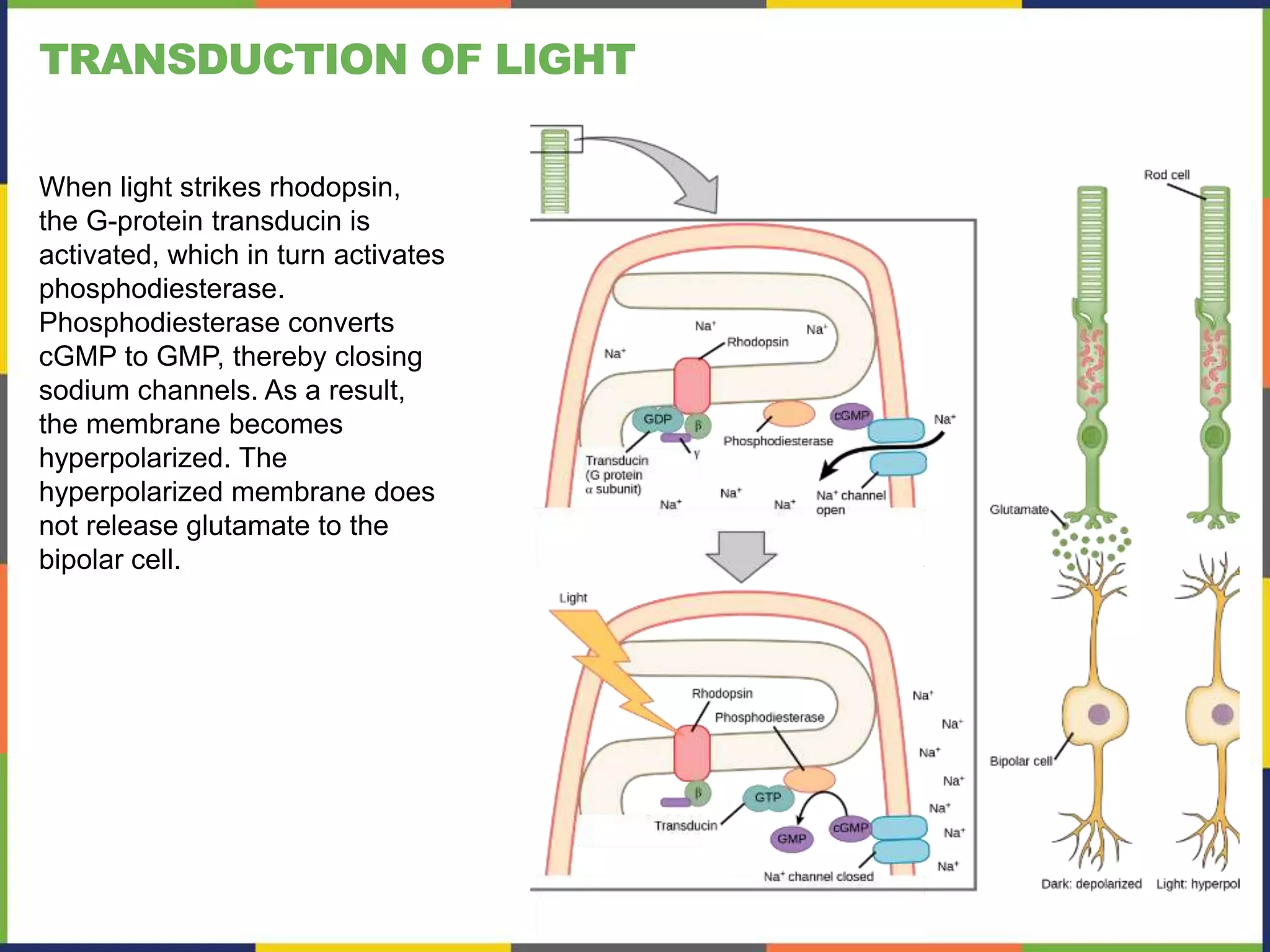 Sensory Systems - Openstax AP Biology | PPTX